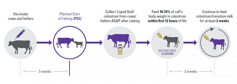 Rotavec Corona Information Guide | Vaccinate With Bovilis