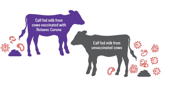 Rotavec Corona Information Guide | Vaccinate With Bovilis