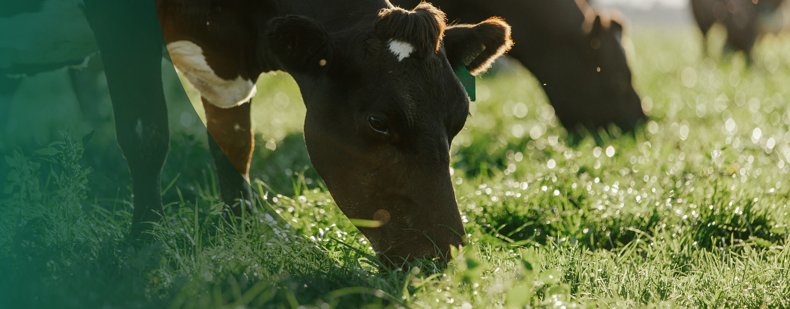 Leptavoid® 2 - Leptospiral Vaccine | Bovilis