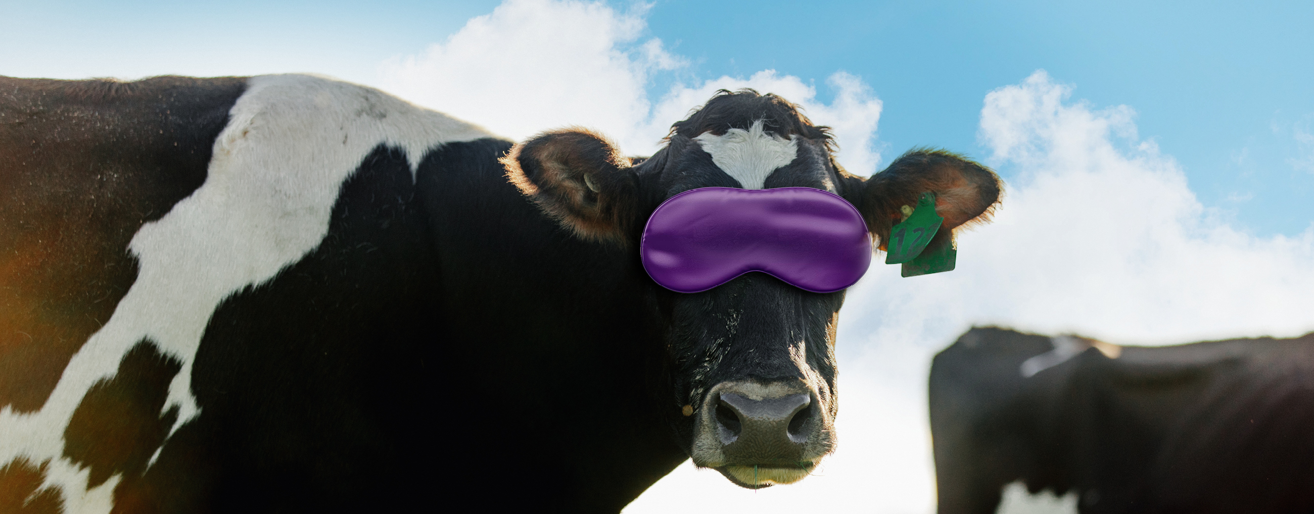 Piliguard® Pinkeye-1 Trivalent | Prevent Pink Eye | Bovilis